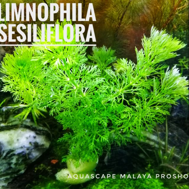 Plant aquarium Limnophila Sessiliflora | Shopee Malaysia