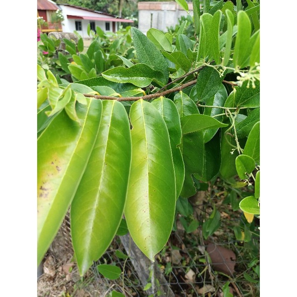 Daun Sirsak/daun Durian Belanda Segar 200g | Shopee Malaysia