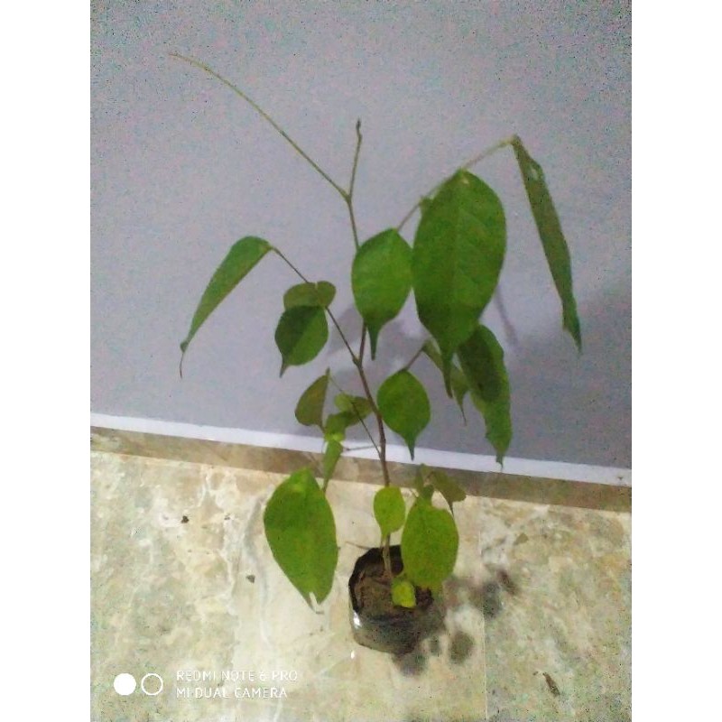 Pokok Keranji / Buah Keranji | Shopee Malaysia
