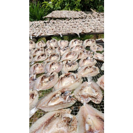 ikan gelama bekok madamma 200-240GRAM(1peket 2@3ekor) | Shopee Malaysia