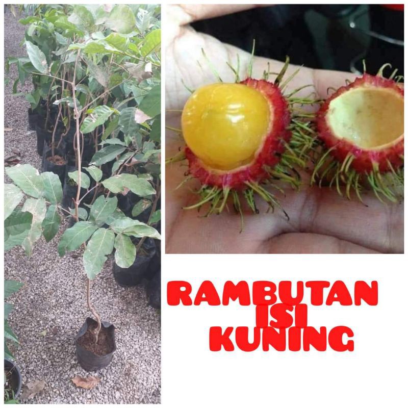 pokok Rambutan Isi Kuning Hybrid | Shopee Malaysia