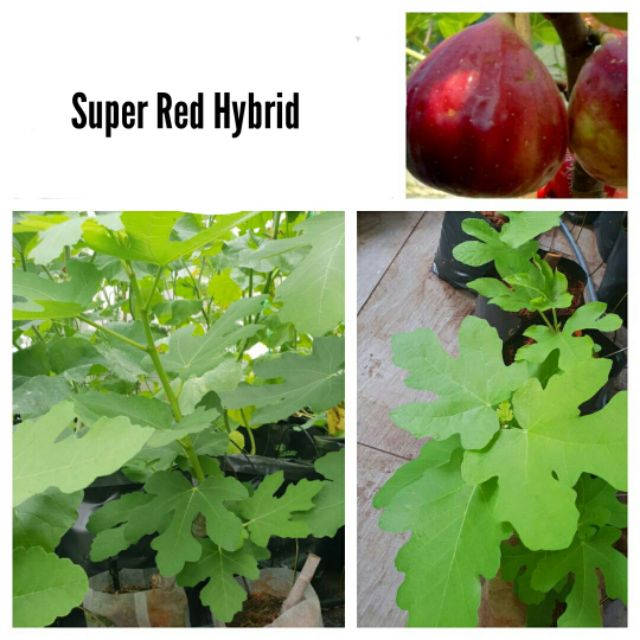 Fig Tree, Super Red Hybrid Fig Tree, Pokok Tin, pokok tin jenis super ...