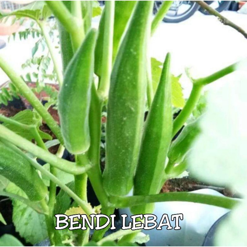 Benih Sayur BENDI LEBAT AAA RENEK F1 HIBRID | Shopee Malaysia