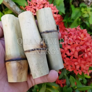 Buluh Tumpat Asli (RARE ITEM) 8 cm / Asli Dari Pahang | Shopee Malaysia