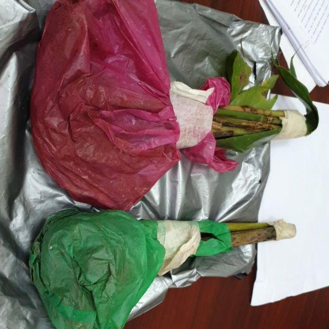 benih pokok Heliconia rostrata/sepit ketam /sepit udang/bird of ...