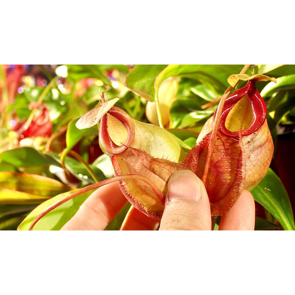 [Bunface Potato Carnivorous Plants] Nepenthes (Viking x Rafflesiana) x (Viking x Ampullaria ...