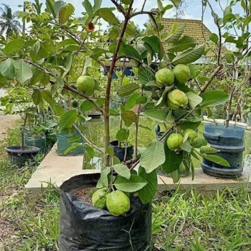 Pokok Jambu Batu Kahwin Seedless | Shopee Malaysia