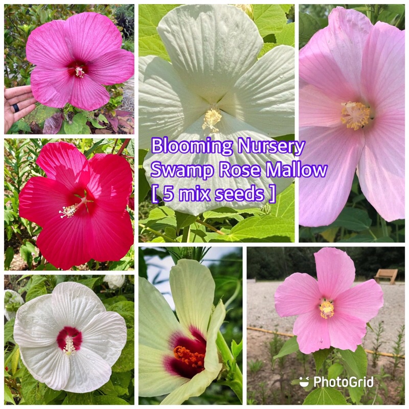 BUNGA RAYA BESAR ( Swamp Rose Mallow ) 5 seeds mix | Shopee Malaysia