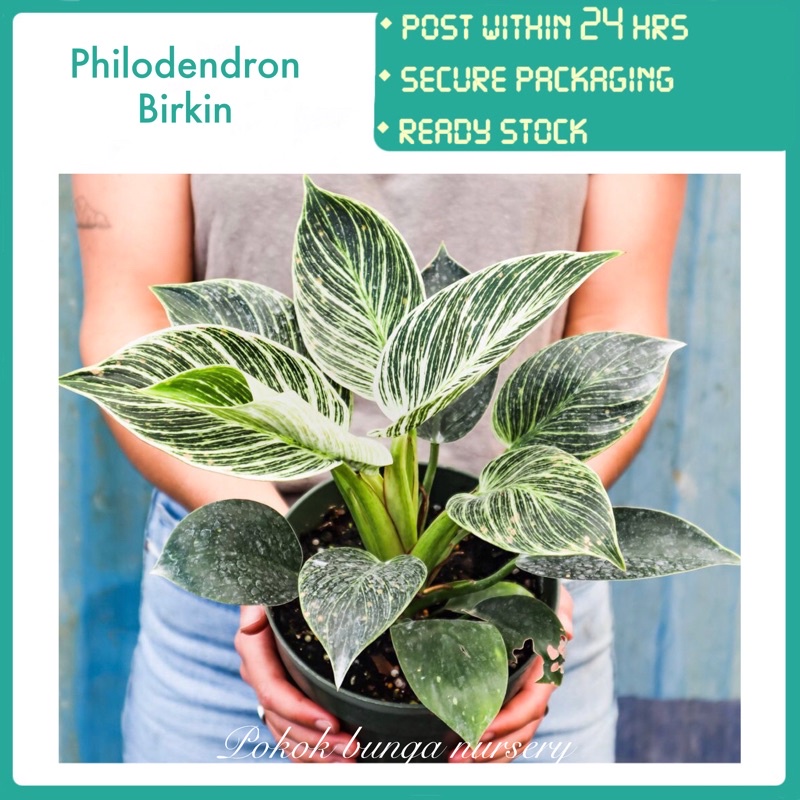 PBN - philodendron birkin - pokok bunga nursery variegated hidup ...