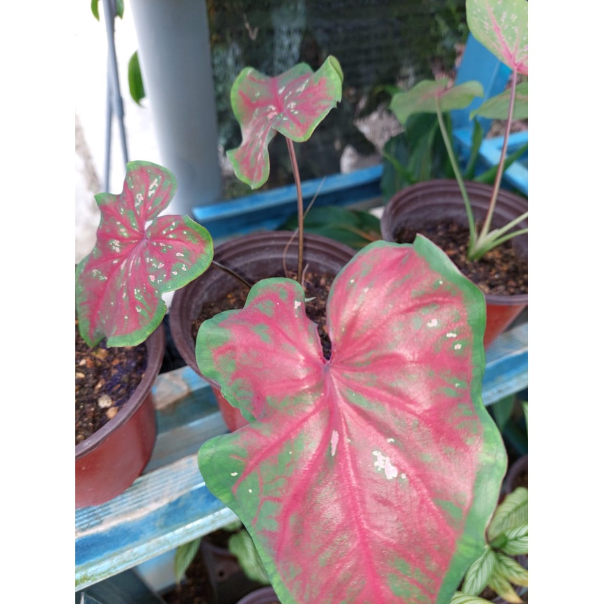 Caladium* Keladi Merah Bintik Putih* Anak Pokok* Pokok Keladi* Indoor ...