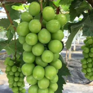 Pokok Anggur Shine Muscat @ Shine Muscat Grape | Shopee Malaysia