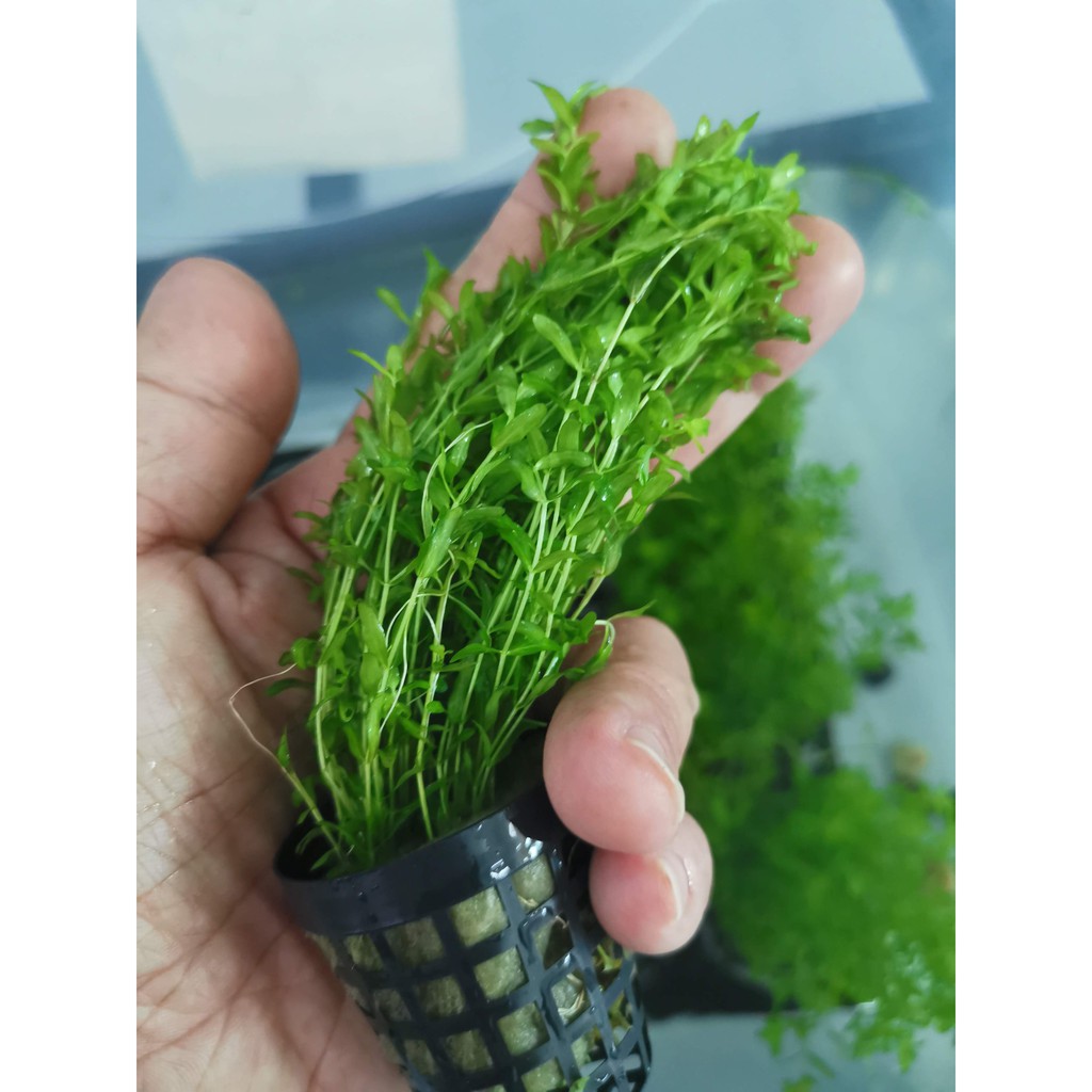 Hemianthus Micranthemoides (Pearl Weed) - Aquarium aqua plant ...