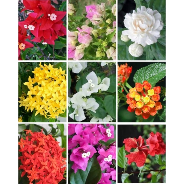 1 KERATAN BATANG POKOK BUNGA KERTAS/BUNGA JENJARUM RUBIA/BUNGA RAYA ...