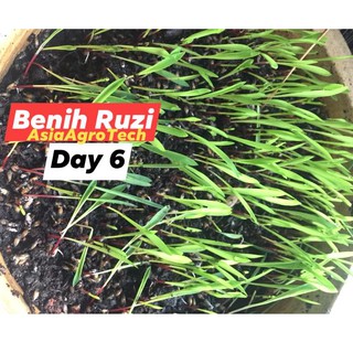 Biji Benih Rumput Ruzi Ternakan Ruminan Lembu Kambing Kuda 1000gram ...