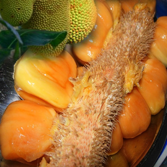 Cempedak madu / cempedak ch28 / pokok cempedak madu hybrid / pokok ...