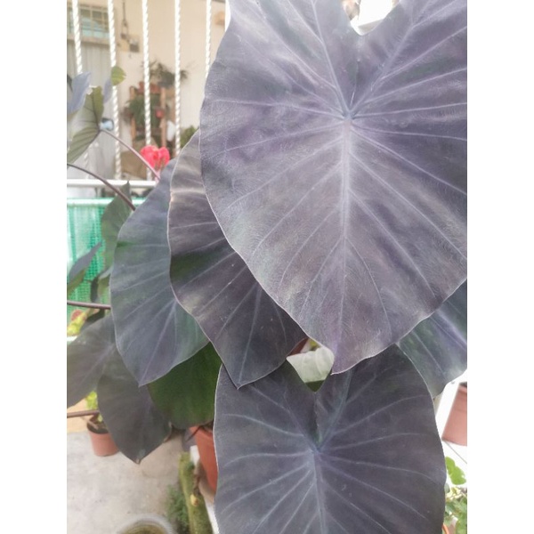 Pokok Keladi Viral / Pokok Keladi Rare / Colocasia Black Magic/ Pokok ...