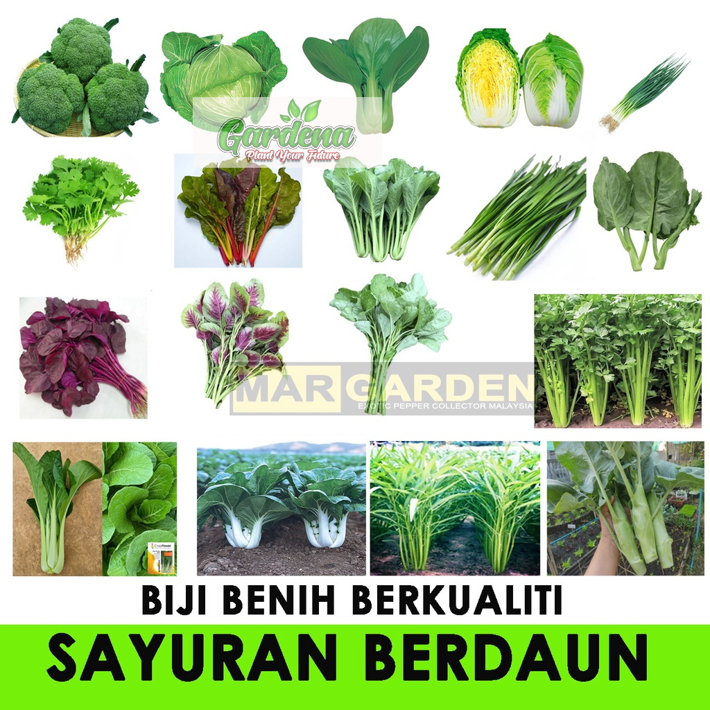 Biji Benih Sayuran Berdaun Untuk Home Garden Kangkung Sawi kailan bayam ...