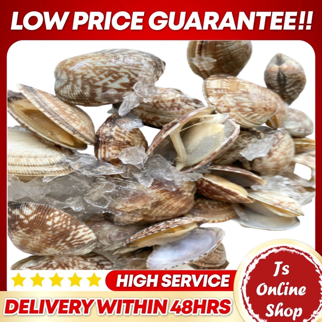 Asari Short Neck Clam | Japanese Lala | 花蛤啦啦 日本啦啦 | Shopee Malaysia