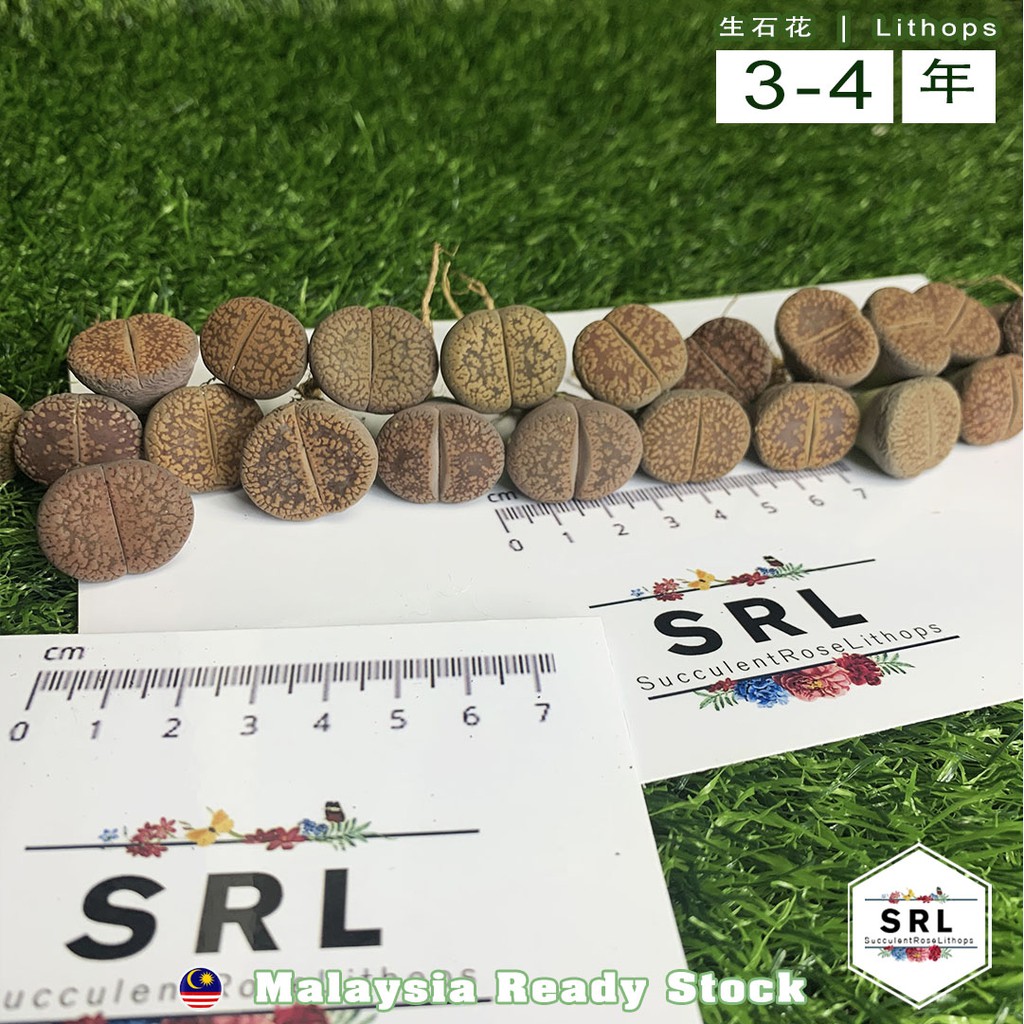 Coffee Lithops Brown Color Series Lithops Malaysia | Shopee Malaysia