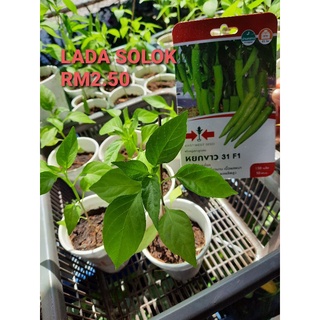 Anak pokok cili api bara cili kulai solok cili akar cili benggala cili ...