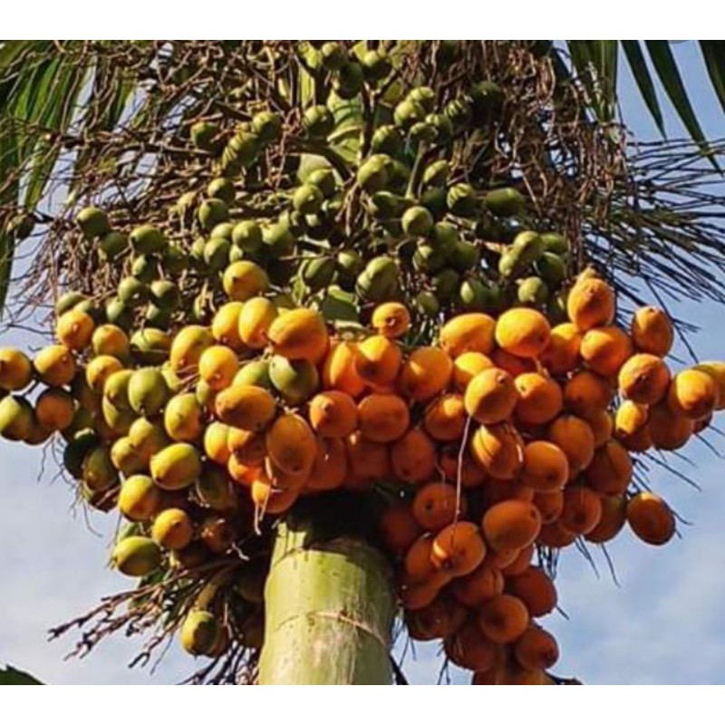 Anak Pokok Pinang Kampung l Areca Palm l Catechu l Betelnut l Palma l ...