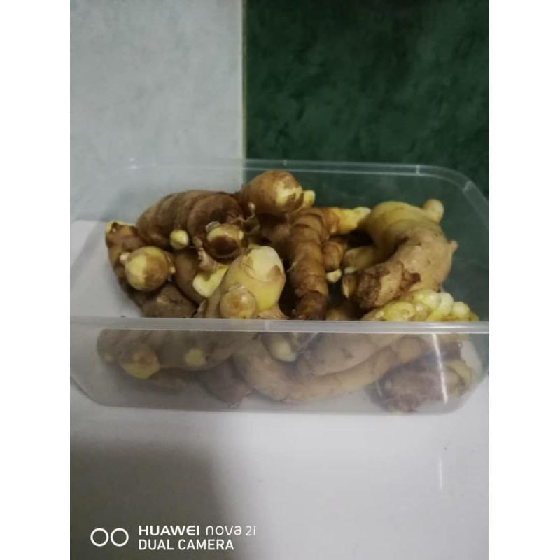 Temu Mangga/Pauh herba tradisional bagus untuk kesihatan tubuh badan ...