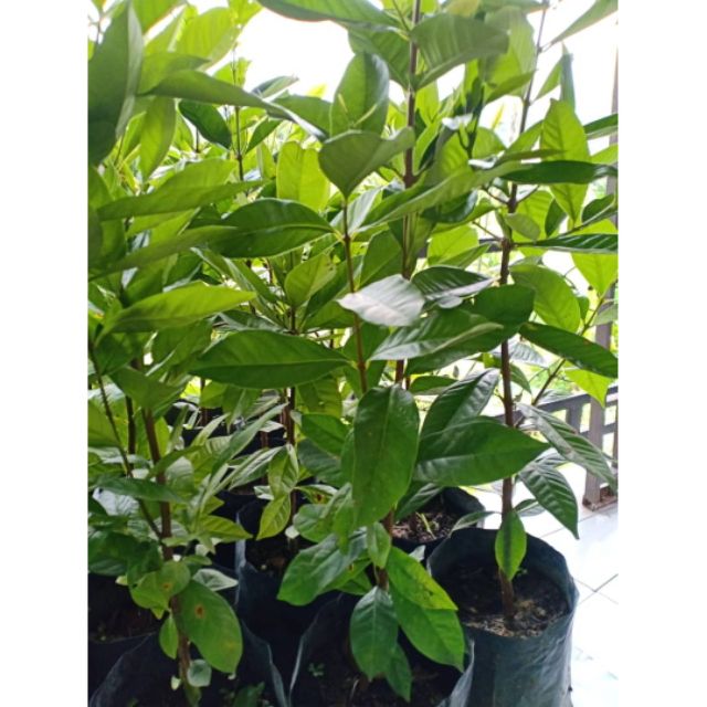 Pokok Salam / serai kayu / Daun Samok (pokok hidup) READY STOCK ...