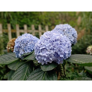 Anak pokok bunga siti zubaidah, pokok bunga tiga bulan, hydrangea ...