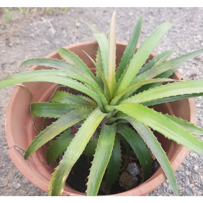 Anak pokok Nenas Batu (pokok ubatan) | Shopee Malaysia
