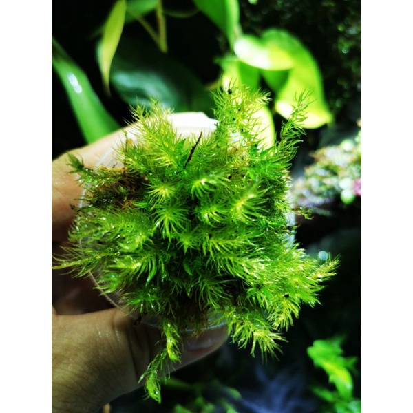 Pyrrhobryum dozyanum(6cm cup) ，terrarium moss, paludarium | Shopee Malaysia