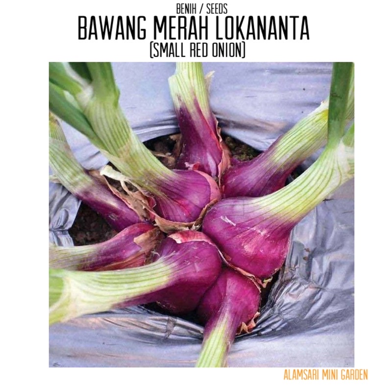 Biji Benih bawang Merah : Bawang Merah Lokananta(Small red onions ...