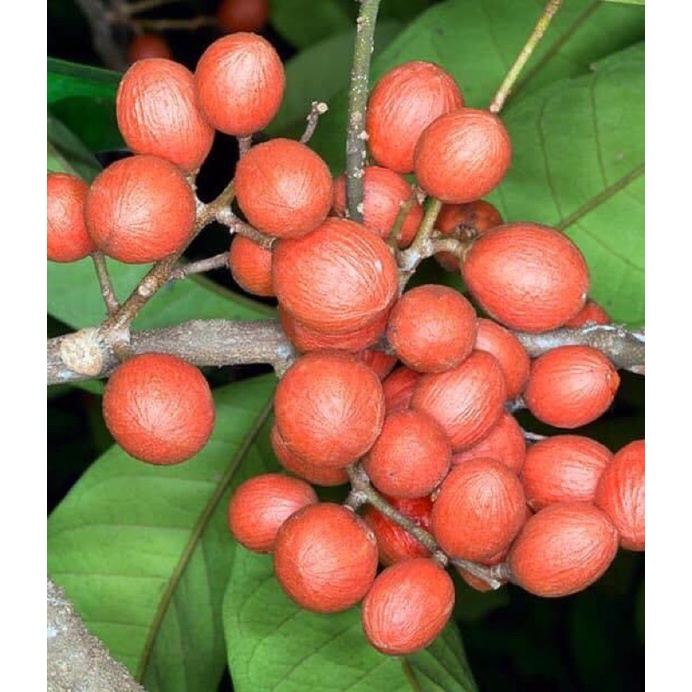 Pokok sekiat sekiyak buah nadir real Plant hotselling indoor outdoor ...