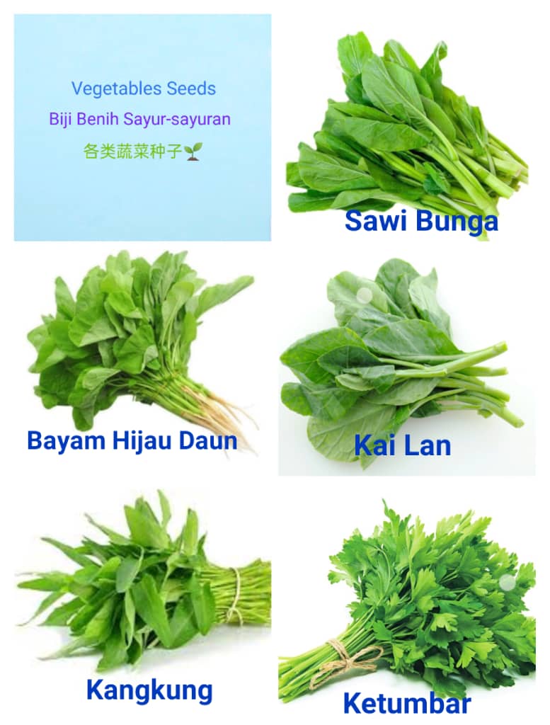Vegetables Seeds/ Biji Benih Sayur-sayuran 各类蔬菜种子 （5g +/- ) | Shopee ...