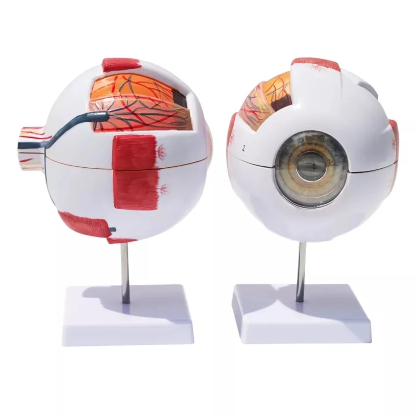 6 times Enlarged Eyeball Anatomical Structure Medical Anatomy Teaching ...