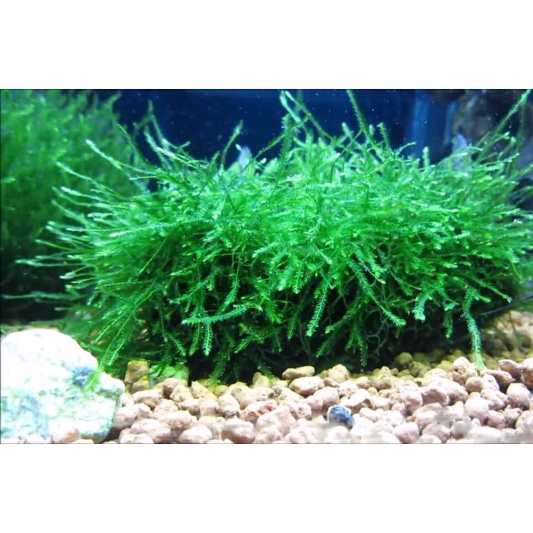LOW TECH PLANT Moss Tree / Java moss / Pelia Moss / Christmas Moss ...
