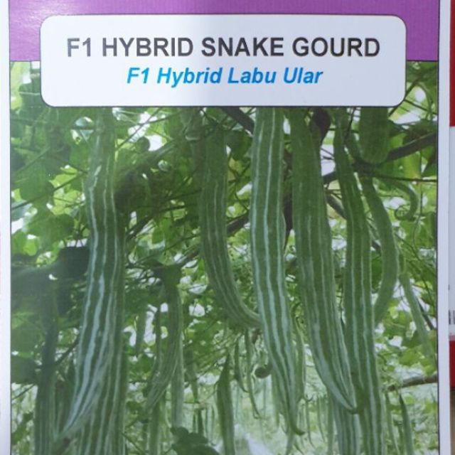 BENIH LABU ULAR/PETULA ULAR/PERIA ULAR @ SNAKE GOURD (5 BIJI) | Shopee ...