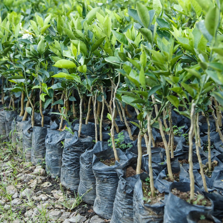 Lemon (Citrus limon) - Pokok Hidup / Live Plant | Shopee Malaysia