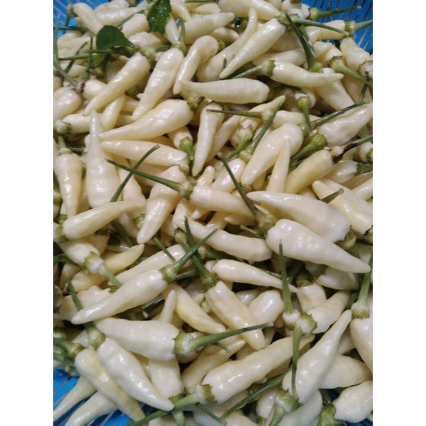 LADA PUTIH SABAH 1KG | Shopee Malaysia