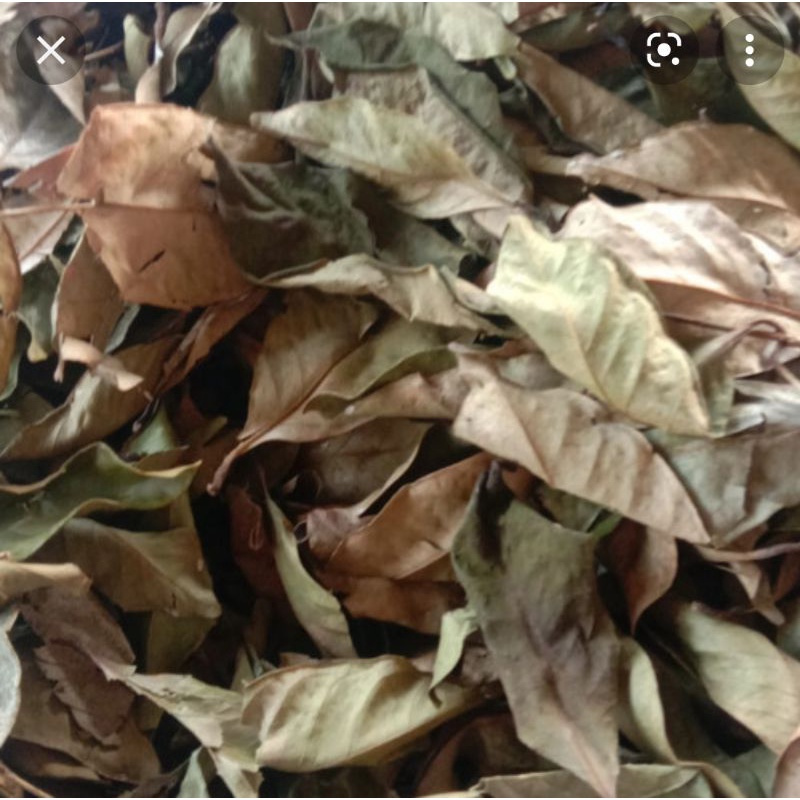 Daun Salam Kering serai kayu 20 gr | Shopee Malaysia