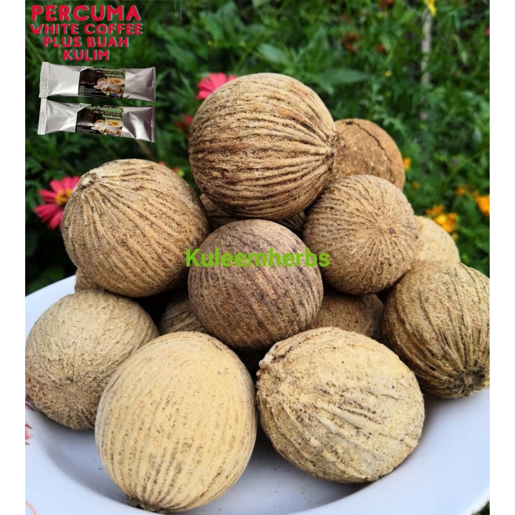 Buah kulim segar 1kg.@ bawang hutan @jungle garlic SAIZ BESAR. | Shopee ...