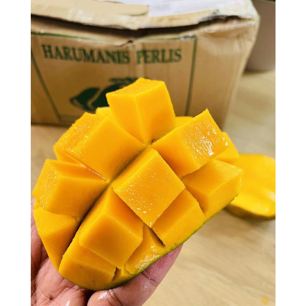 Anak Pokok Mangga Harum Manis Hybrid | Shopee Malaysia