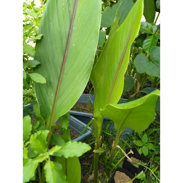 Pokok tumbuhan Herba Temu Pauh atau Temu Mangga/ Curcuma Amada / Mangga ...