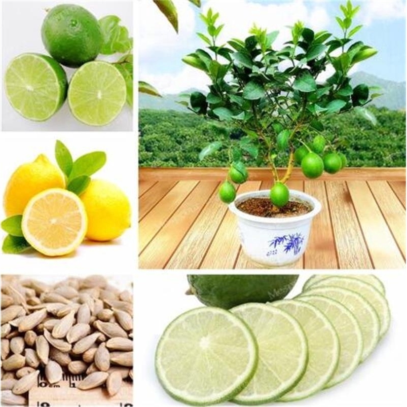 10Pcs Lemon Tree Seeds Mini Bonsai Fruit Lemon ,fruit and Vegetable Seeds for Home Garden ...