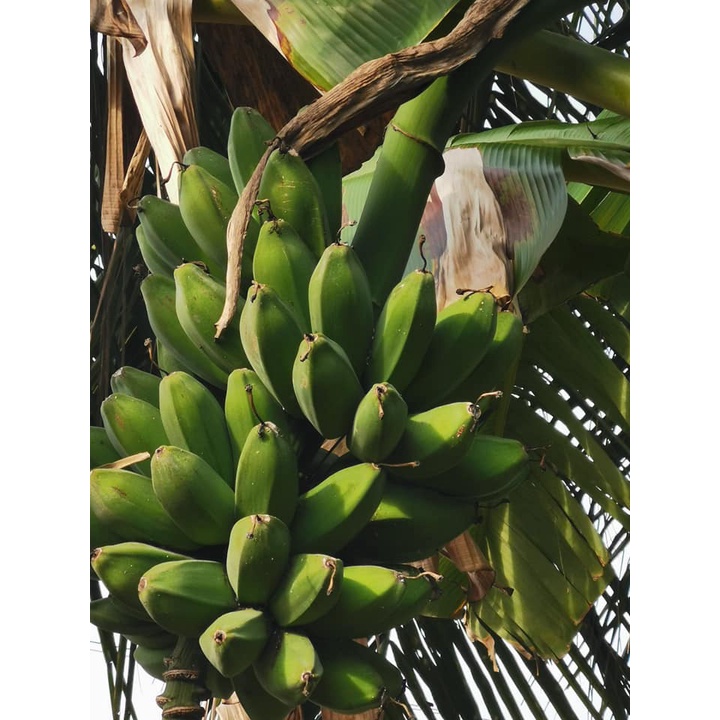 Pisang Kebatu (Musa Acuminata X Musa Balbisiana) - Pokok Hidup Besar ...