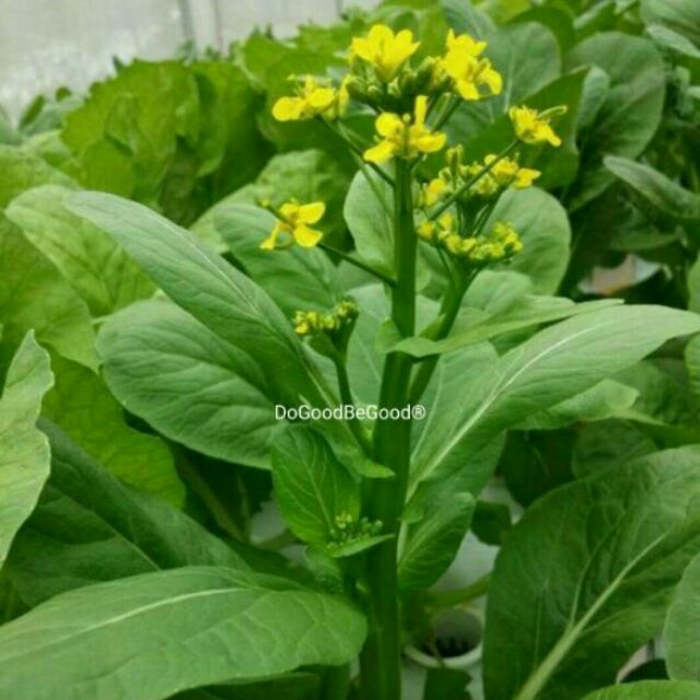 (4Grams/300++Pcs) Flowering Choy Sum/Biji Benih Sawi Bunga | Shopee ...