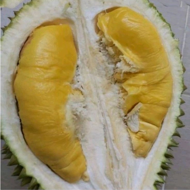 POKOK DURIAN RAJA KUNYIT TANAH MERAH | Shopee Malaysia