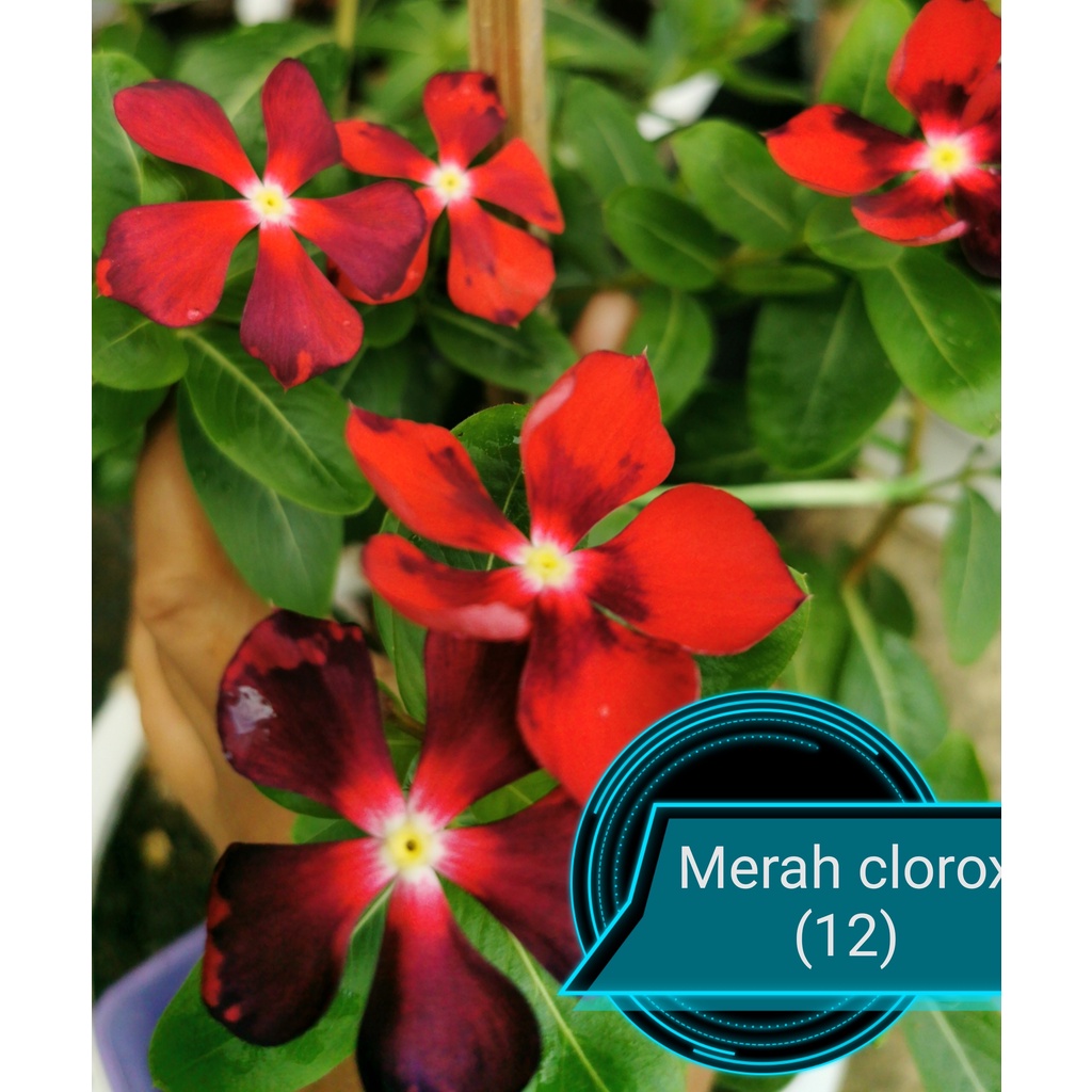 Vinca clorox Merah biru (12) seed tegak | Shopee Malaysia