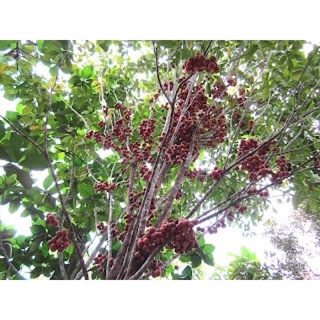 Tampoi / Pokok Hybrid / Buah Ngeke / Anak Pokok Ngeke | Shopee Malaysia