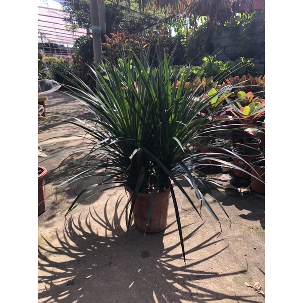 Pokok Draco Multi Tiga Cabang | Shopee Malaysia