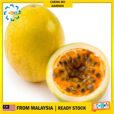 Anak Pokok Markisa Passion Fruit Rose Panama Gold Tree Buah Sedap ...